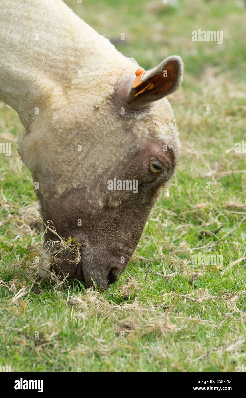 Shorn sheep hi-res stock photography and images - Alamy