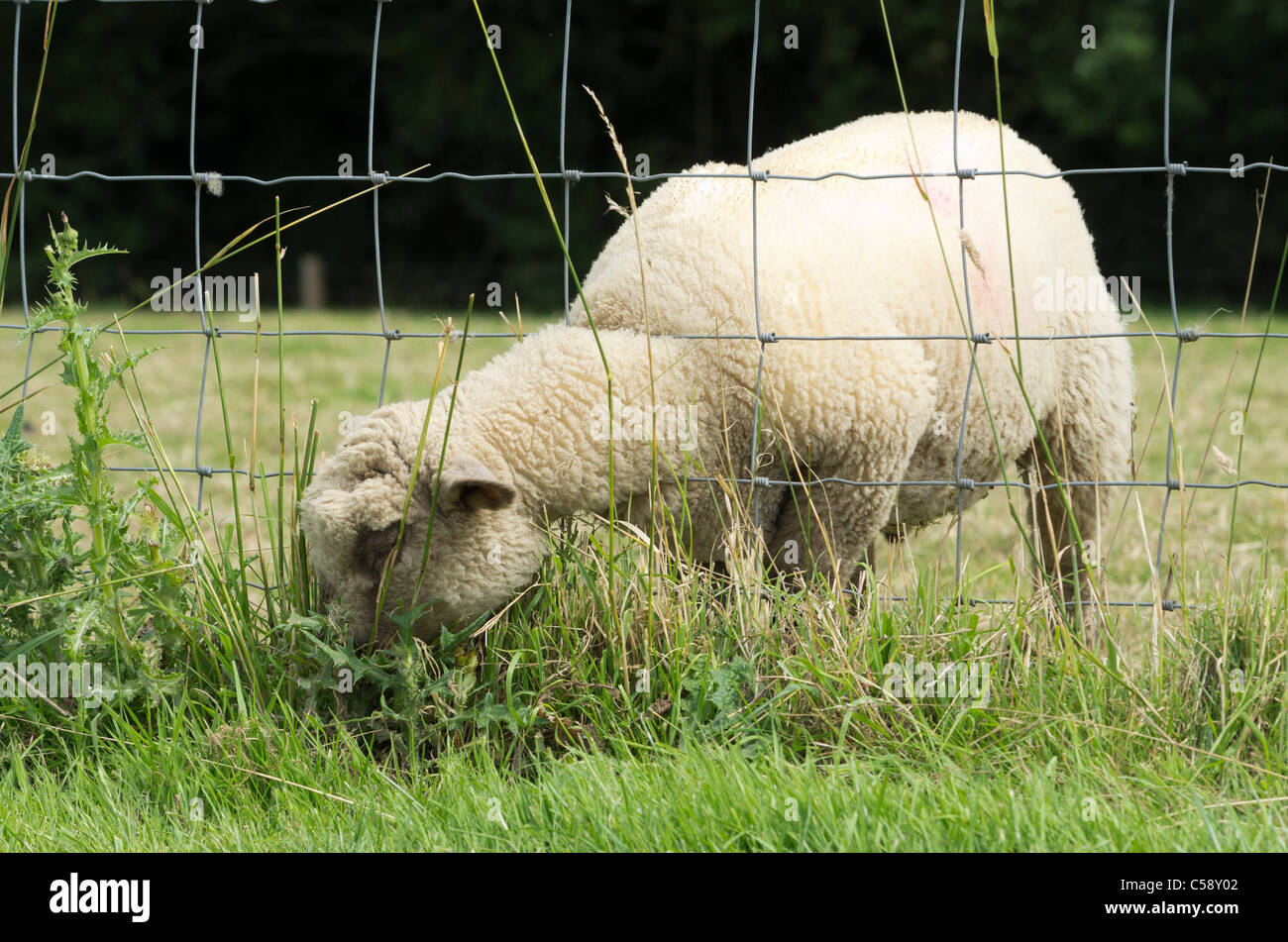 a lamb feeding eating grass through a wire fence Stock Photo - Alamy