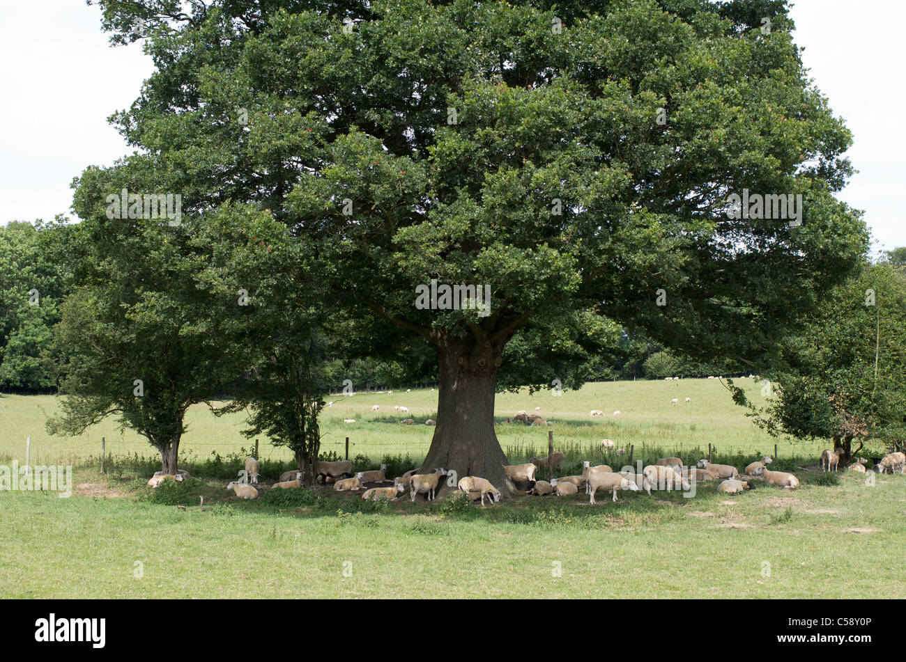 shorn sheep shelter under a tree Stock Photo - Alamy