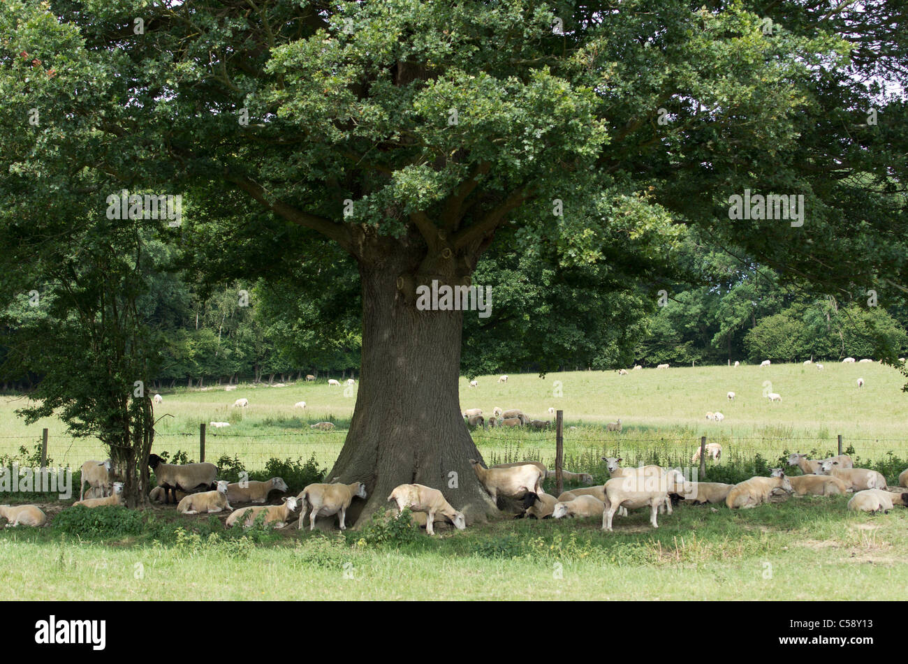 shorn sheep shelter under a tree Stock Photo - Alamy