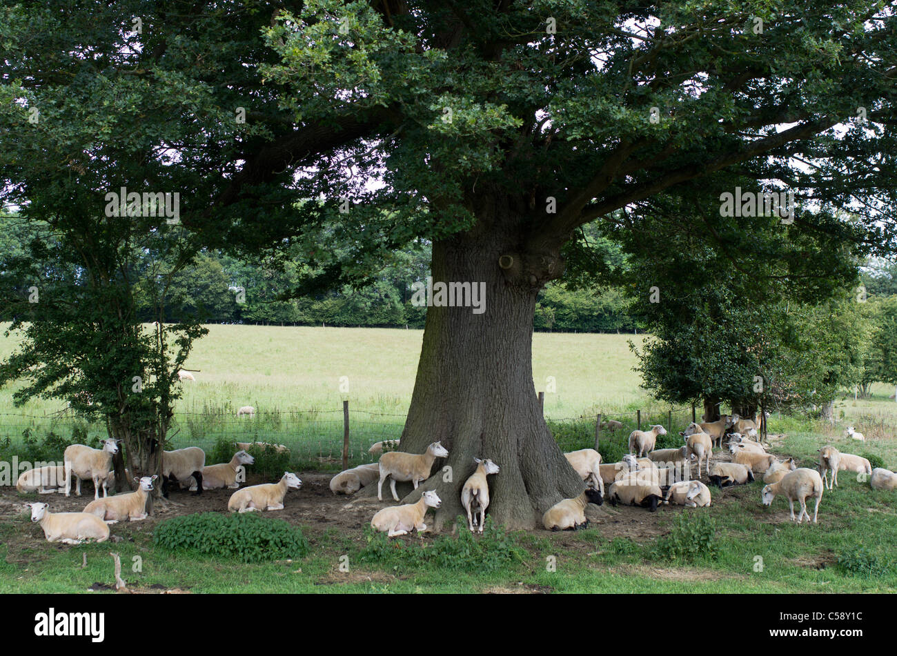 shorn sheep shelter under a tree Stock Photo - Alamy