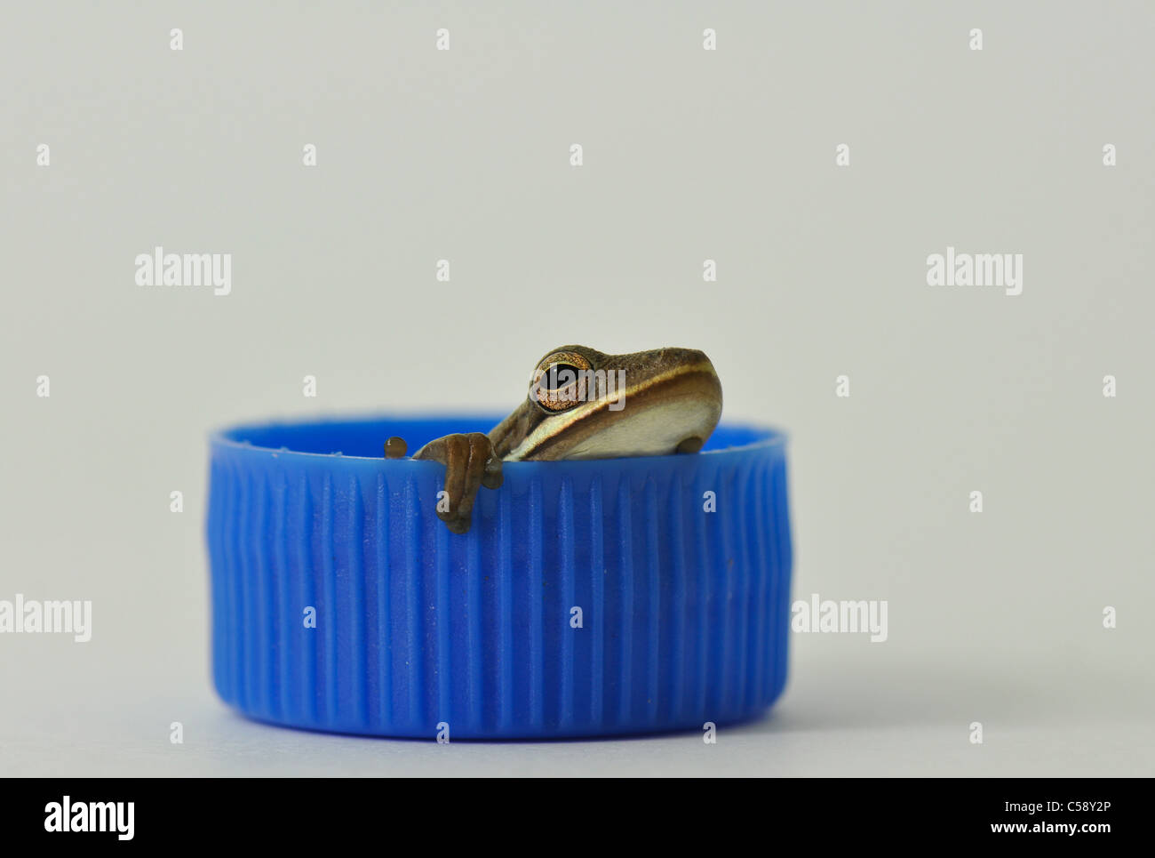 Bottle Cap Tree Frog Stock Photo - Alamy