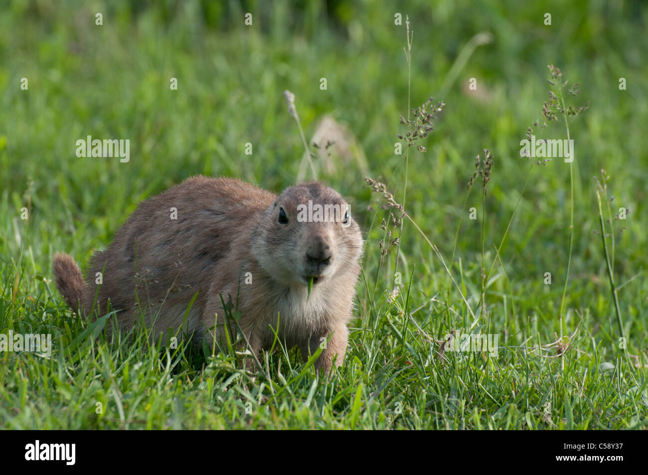 Prairie dog grazes in the grass of Custer State Park, South Dakota ...