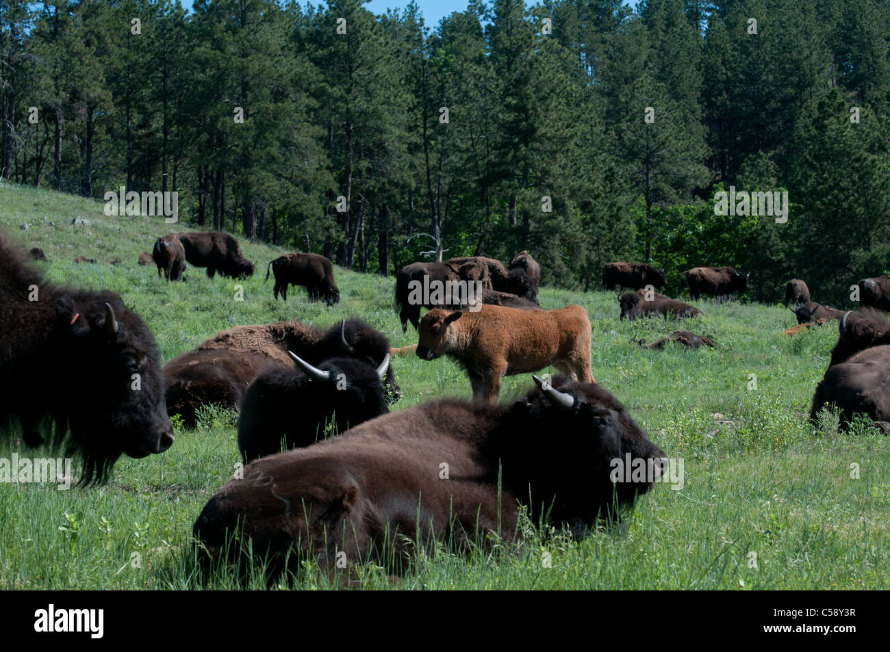 Custer state park bison in hi-res stock photography and images - Alamy