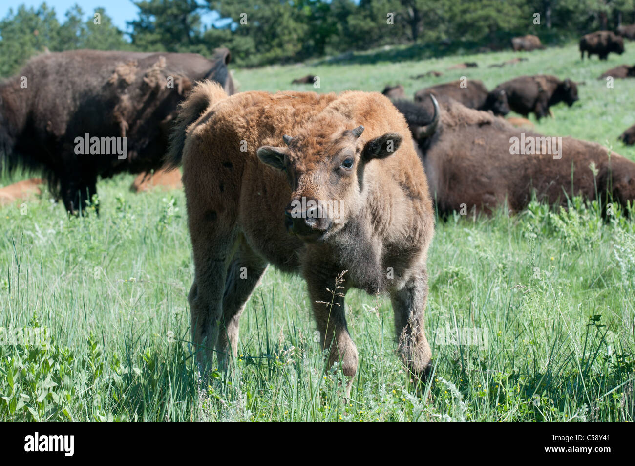 Bison herd at custer state park hi-res stock photography and images - Alamy