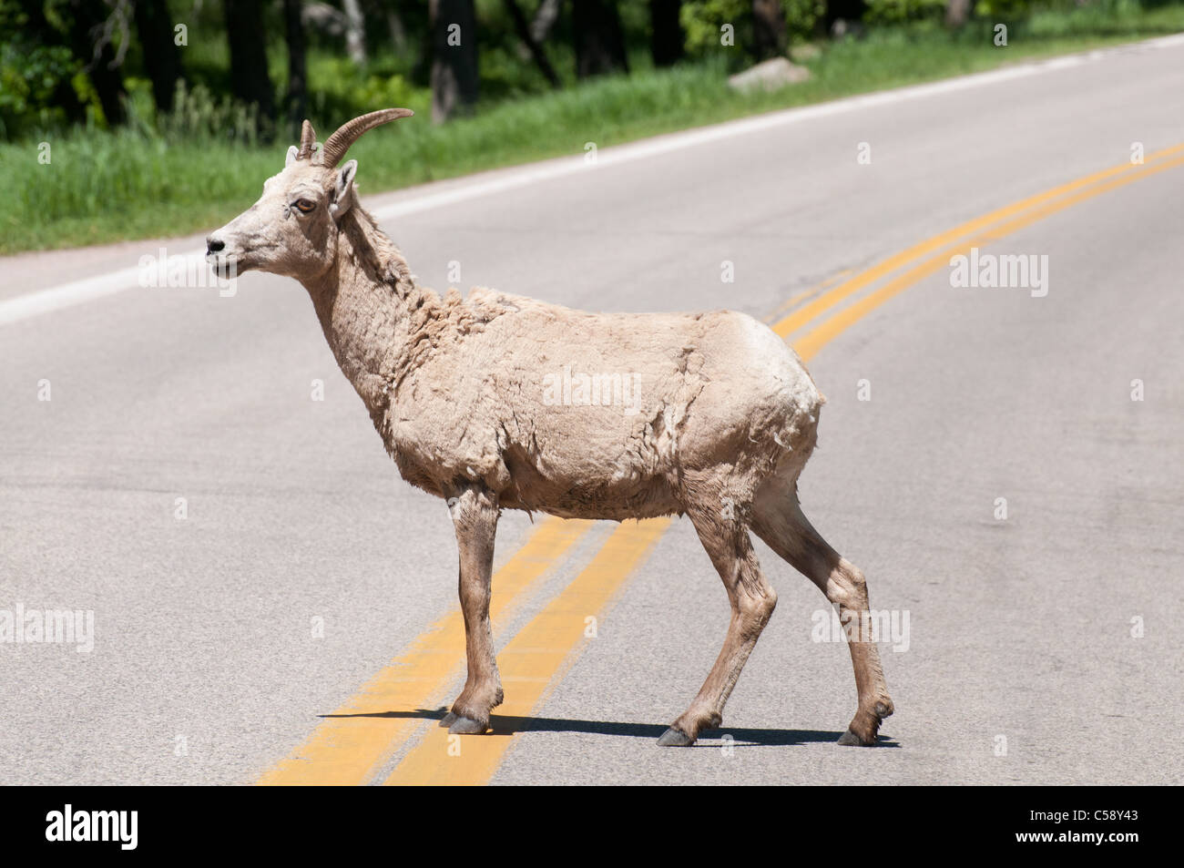 A young bighorn sheep crosses the road in Badlands National Park, South ...