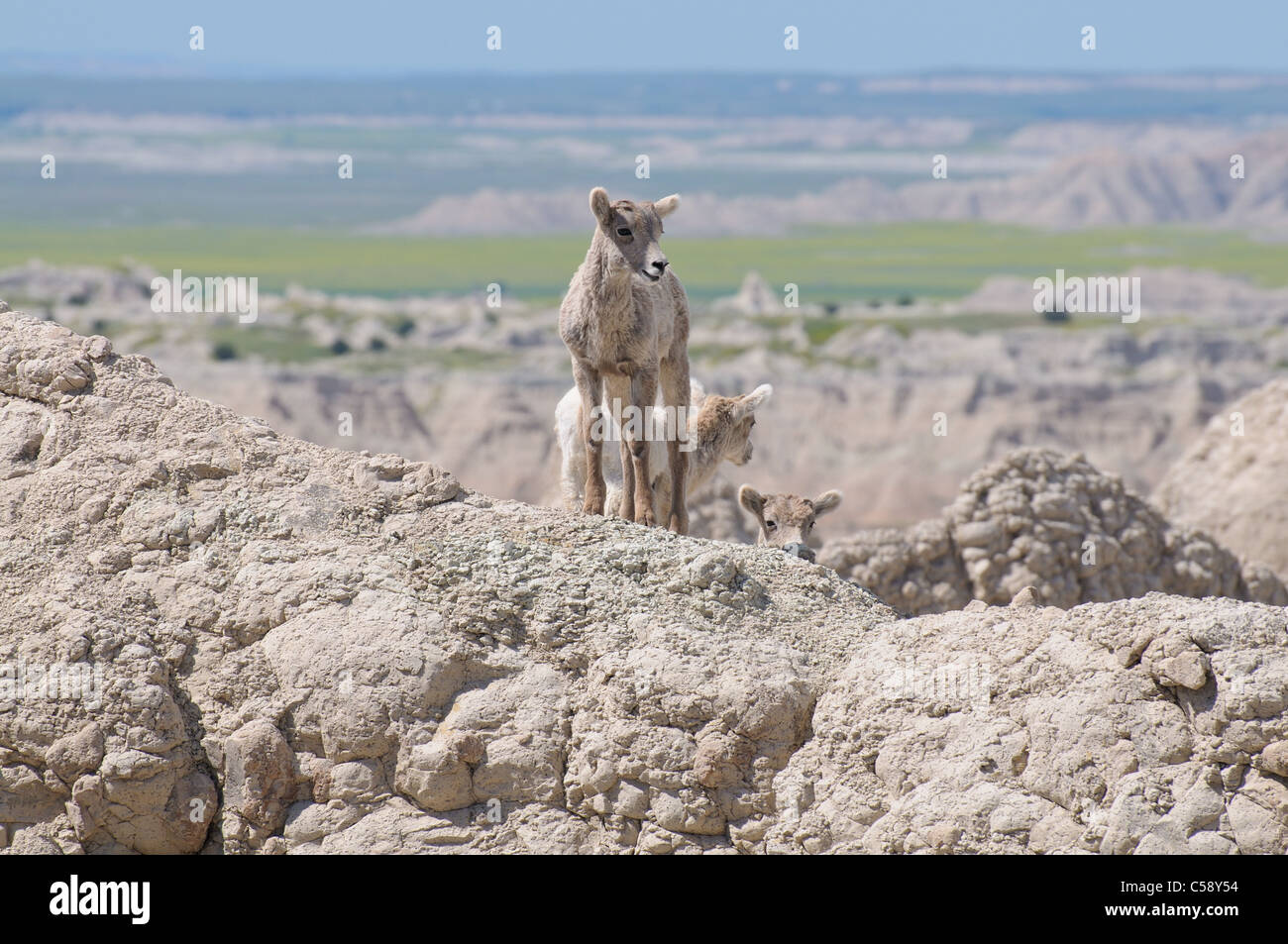 Young Bighorn Sheep climbing over the rocks in Badlands National Park ...