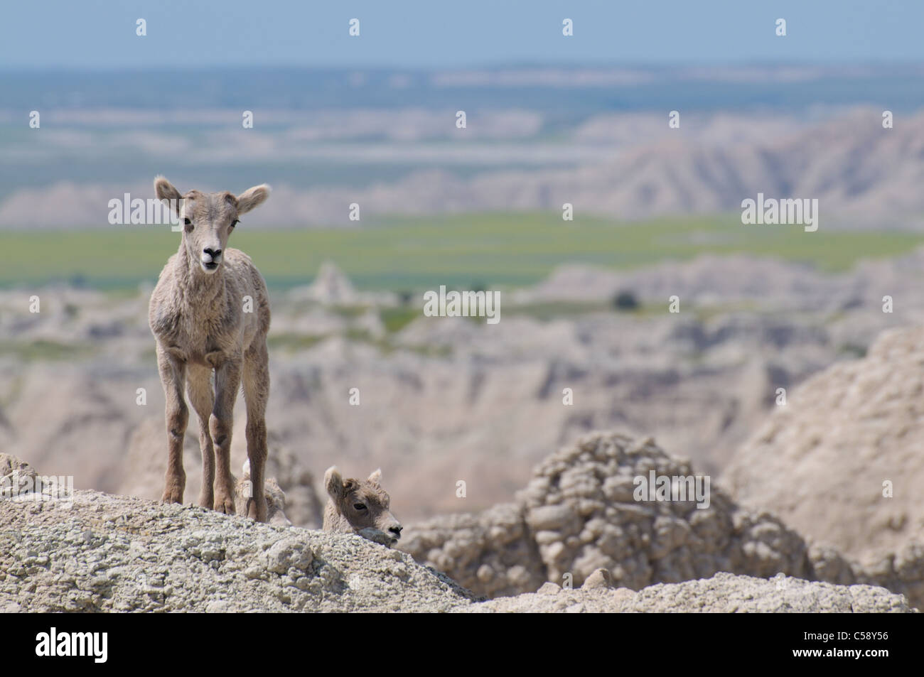 Young bighorn sheep hi-res stock photography and images - Alamy