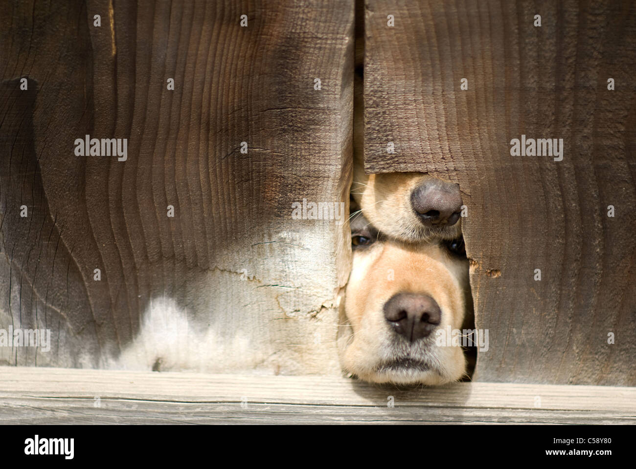 Through hole in fence hi-res stock photography and images - Alamy