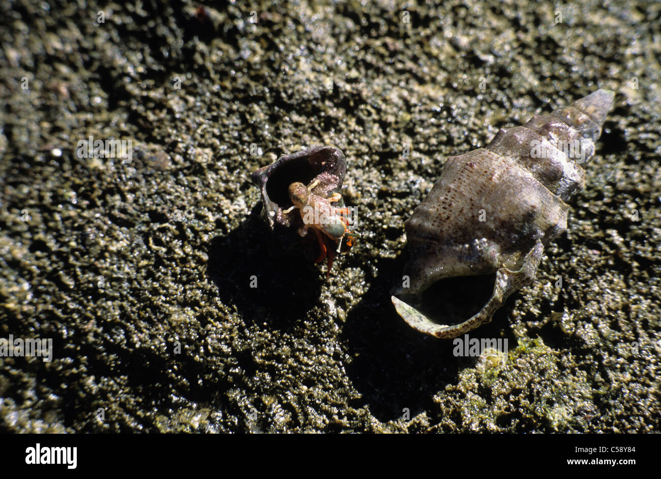 A hermit crab emerges from a shell near a larger seashell in Baja ...