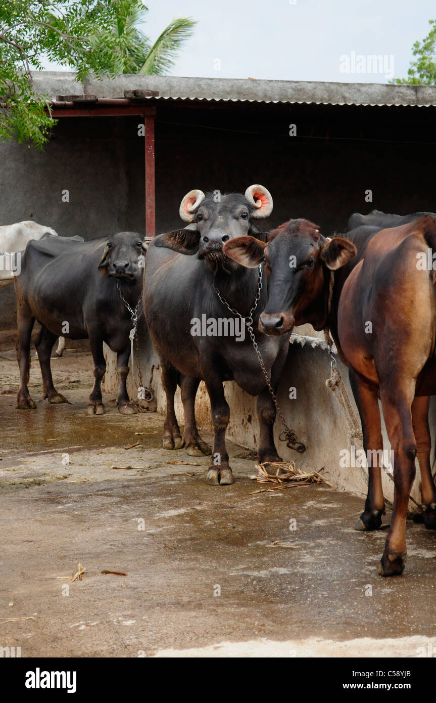 Buffalo stable hi-res stock photography and images - Alamy