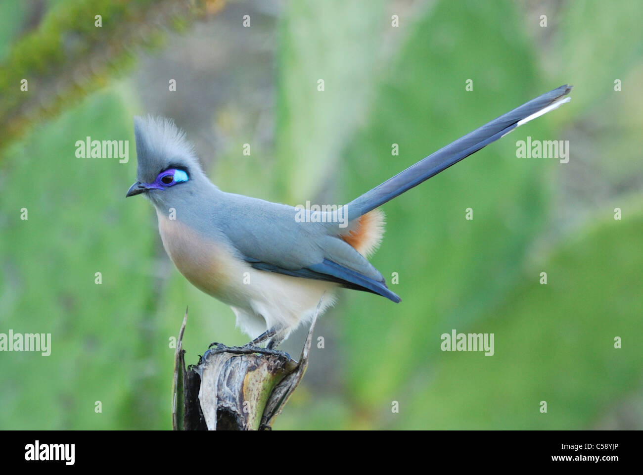 Madagascar couas hi-res stock photography and images - Alamy