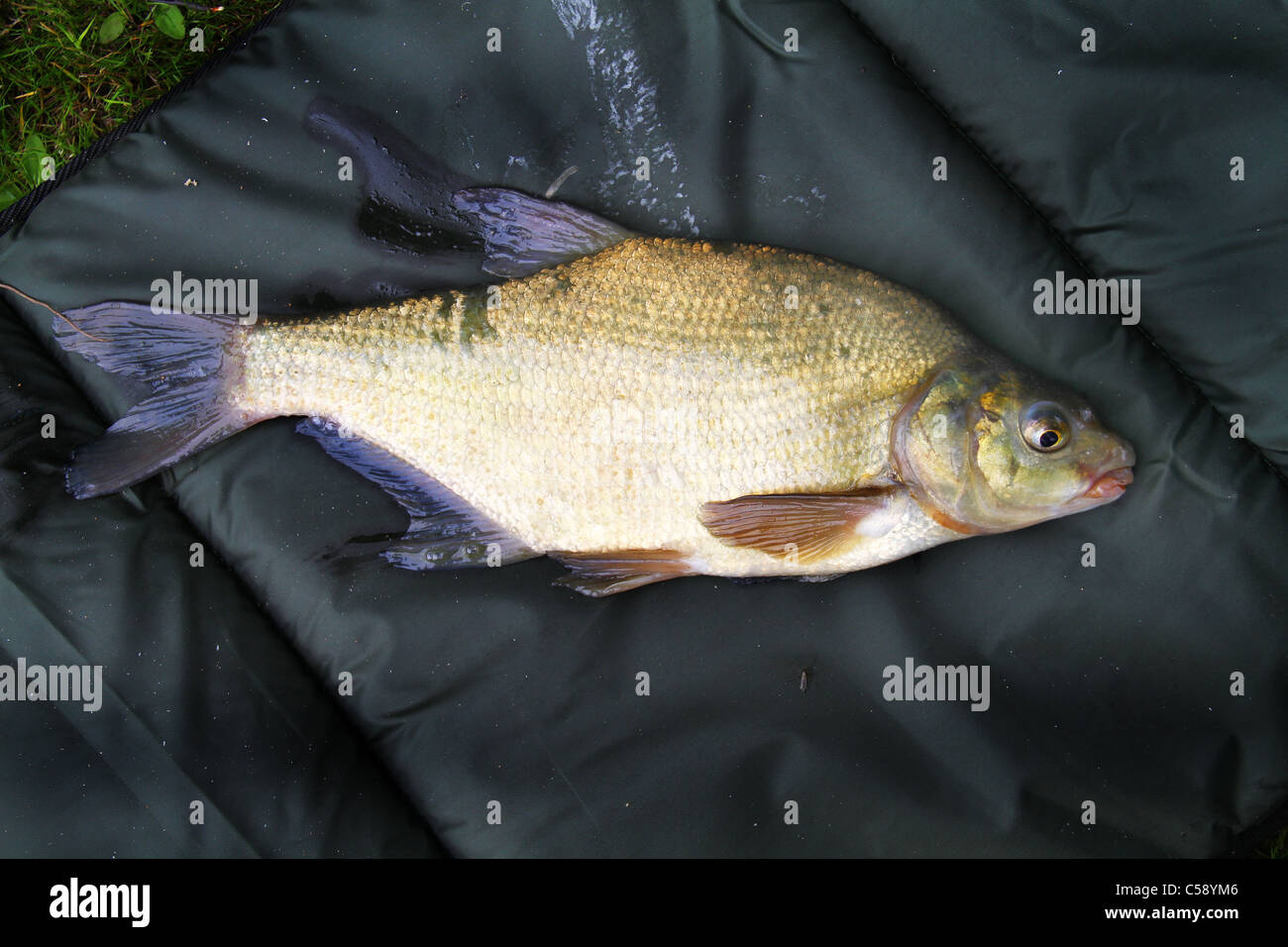 Small Bream caught in fresh water angling lake Stock Photo - Alamy