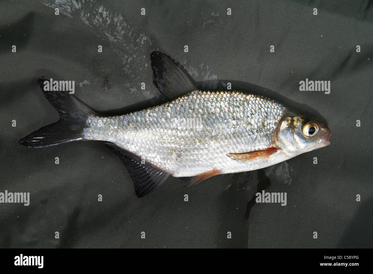 Small Bream caught in fresh water angling lake Stock Photo - Alamy