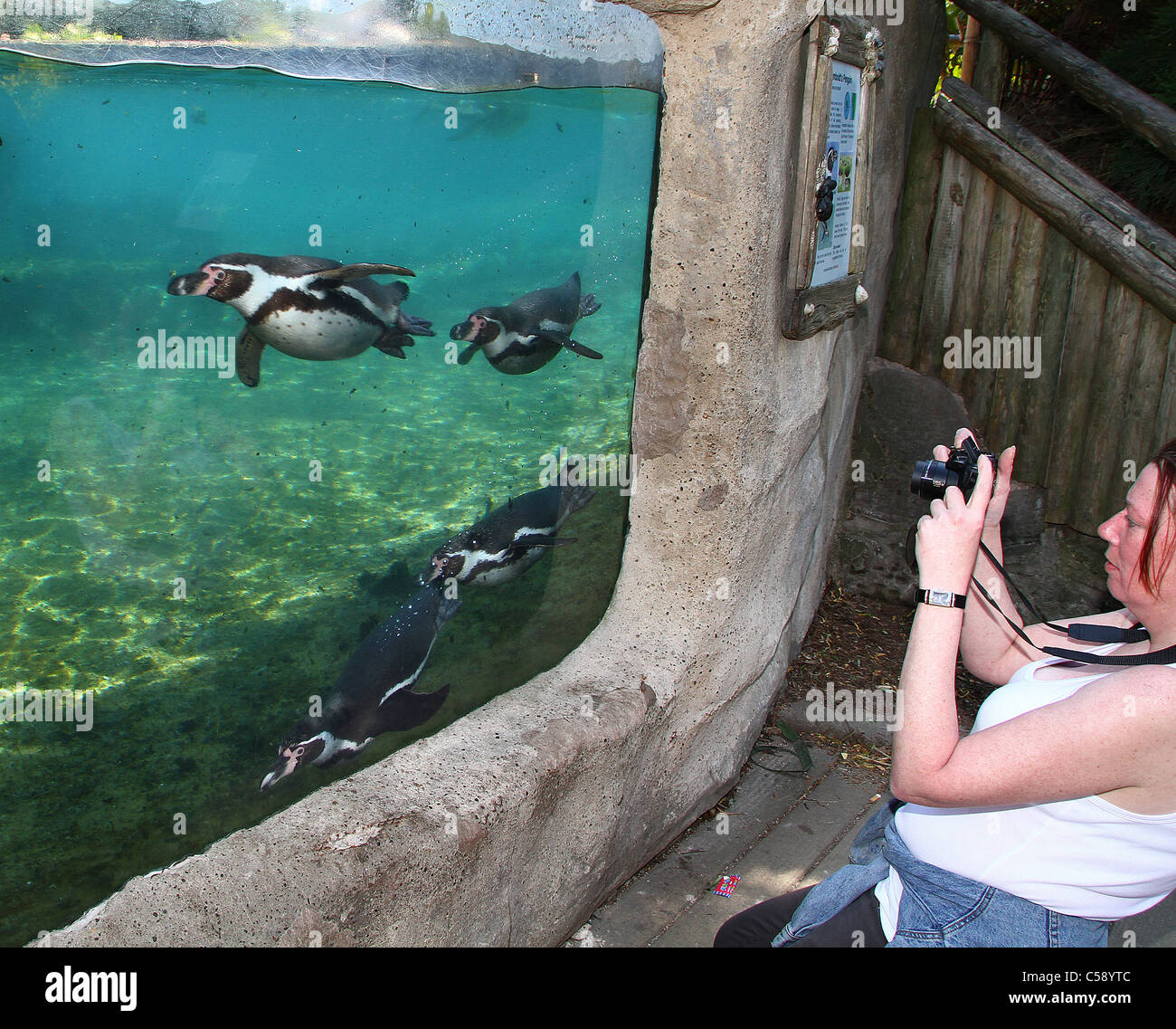 Penguins in zoo pool being photographed Stock Photo - Alamy