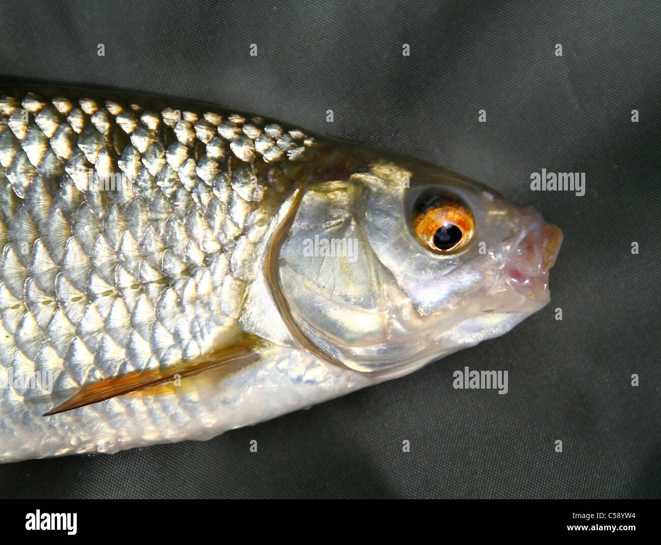 Small Roach caught in angling pond Stock Photo - Alamy