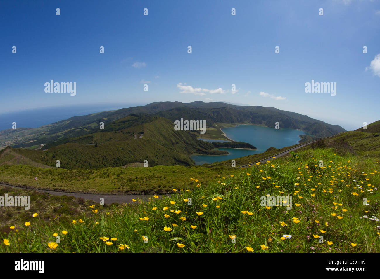 Yellow flowers by Lagoa do Fogo - the Fire Lake, a famous crater lake ...