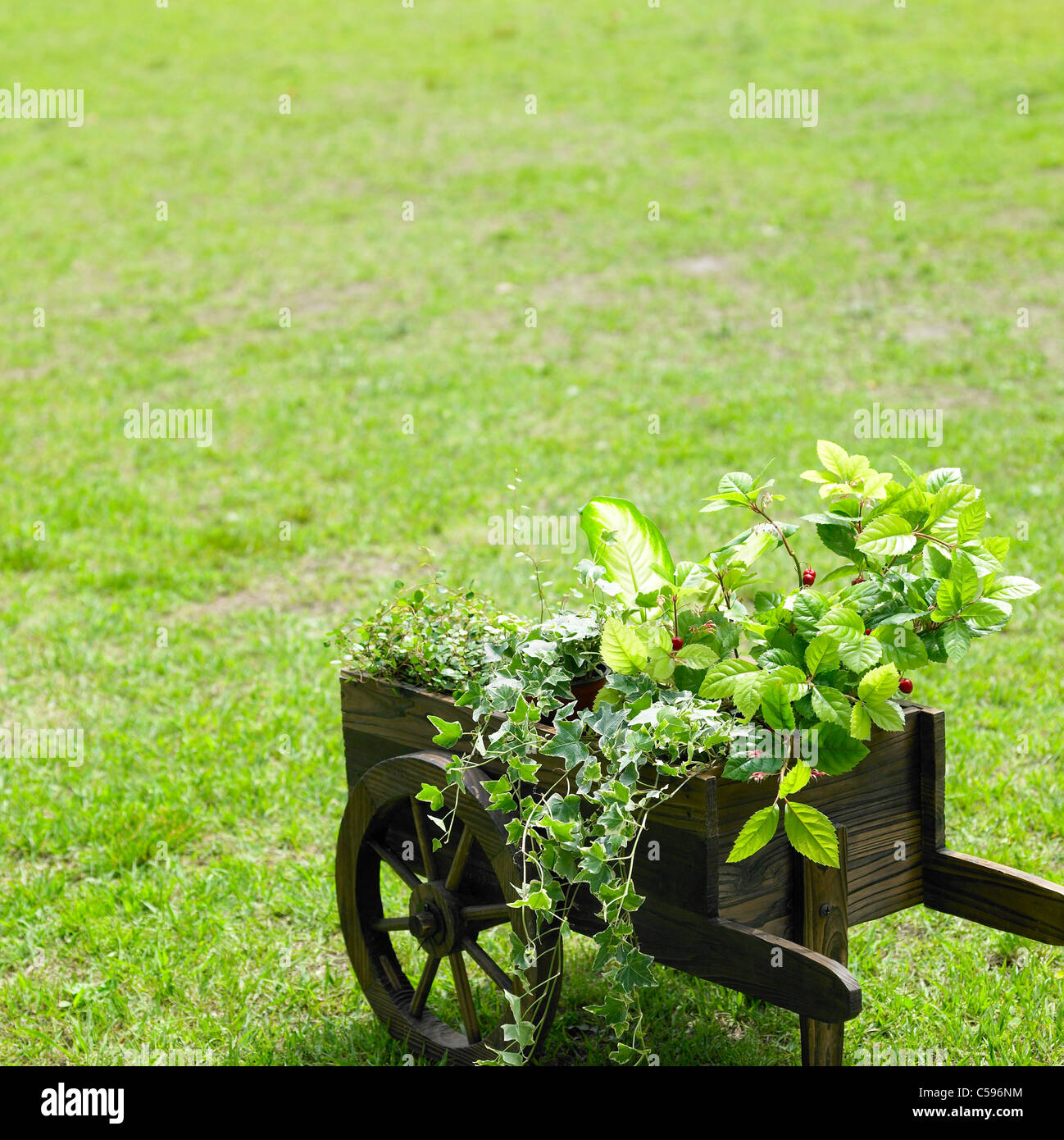 Plants in pushcart Stock Photo - Alamy