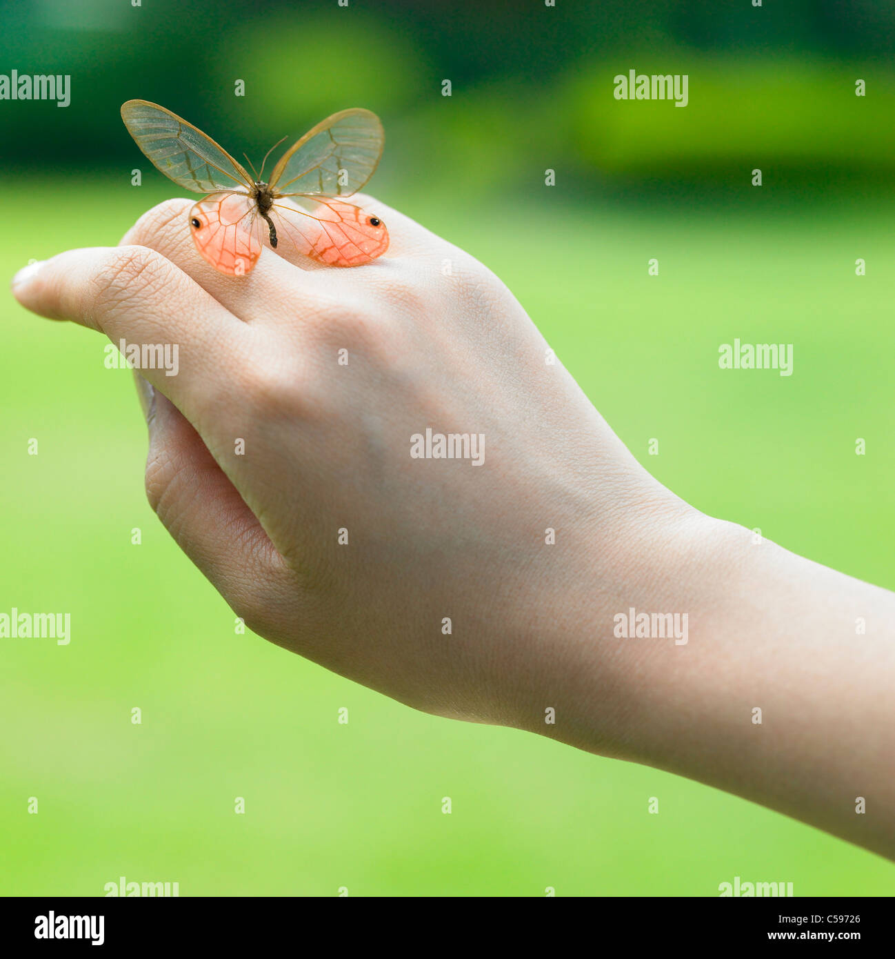 Butterfly view hi-res stock photography and images - Alamy