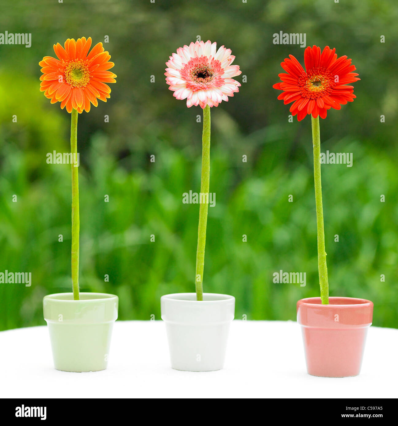 Flowers with a view hi-res stock photography and images - Alamy
