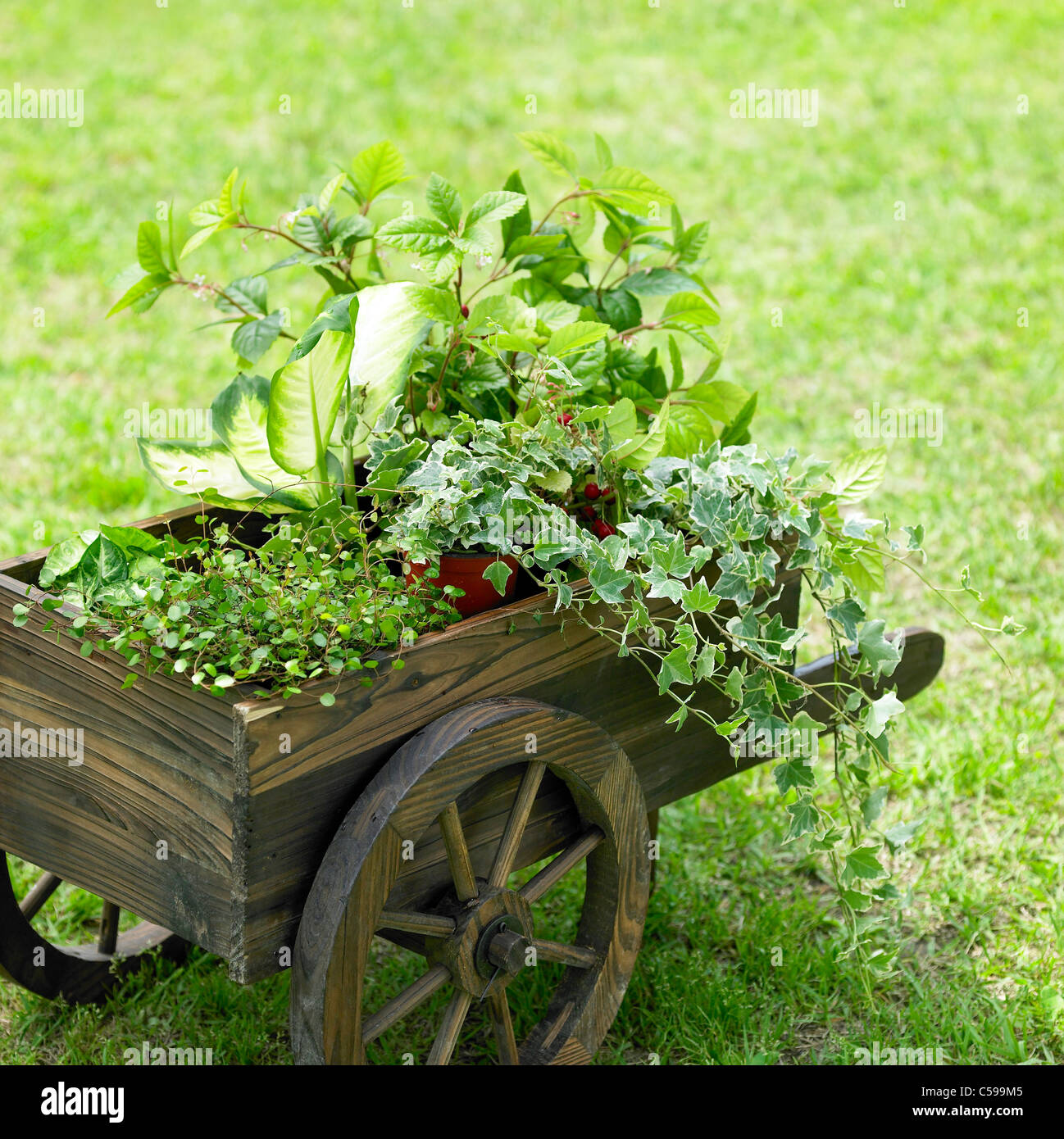 Plants in pushcart Stock Photo - Alamy