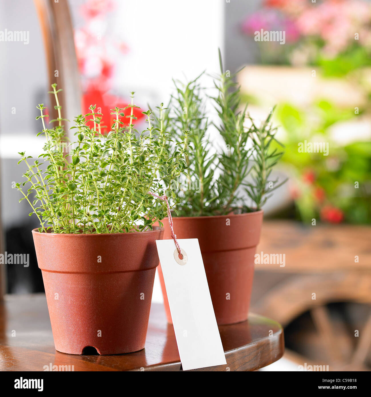 Side view of potted rosemary Stock Photo - Alamy