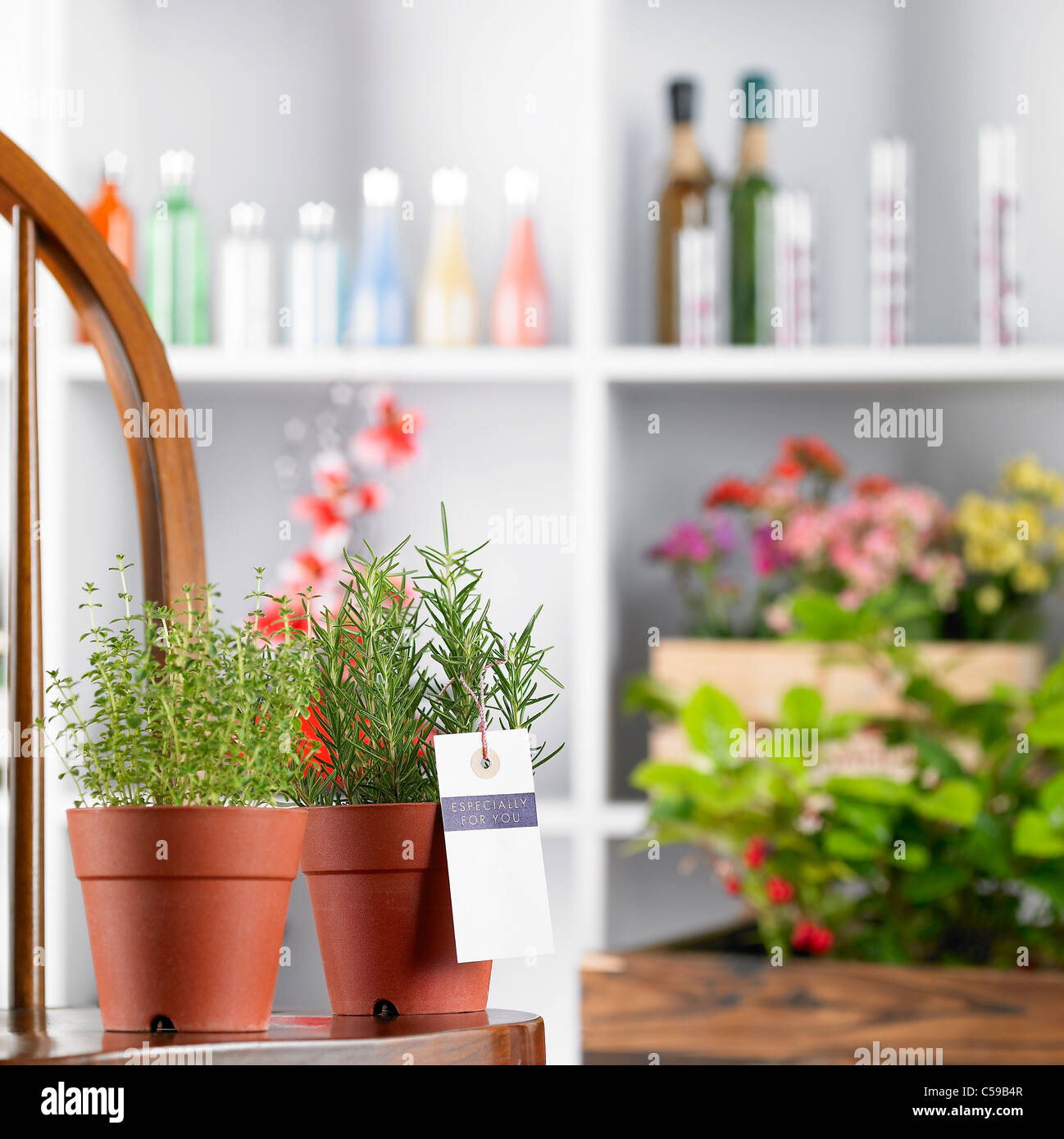 Side view of potted rosemary Stock Photo - Alamy
