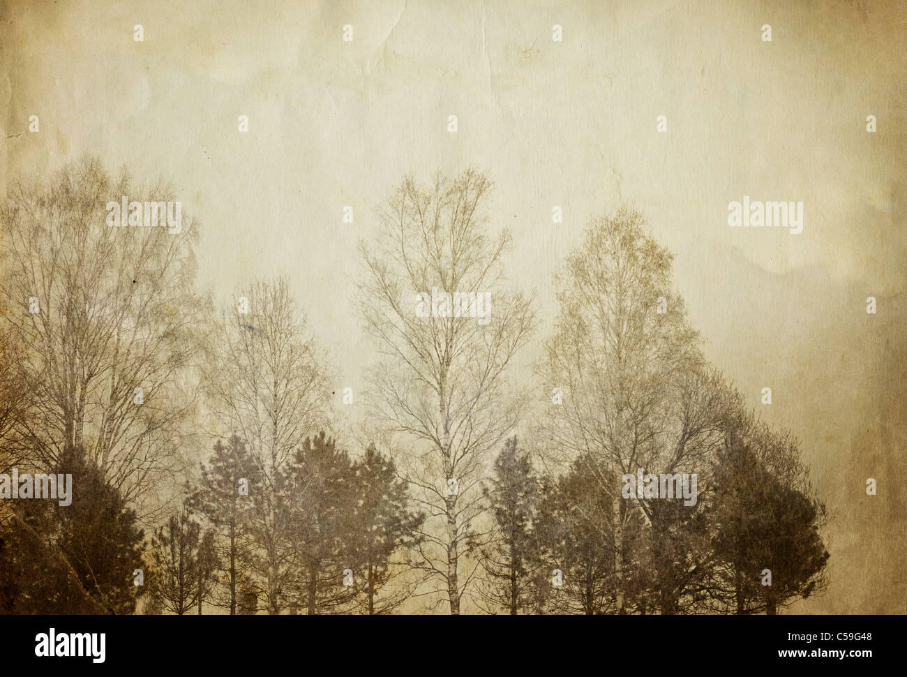 Trees on vintage paper sheet Stock Photo - Alamy