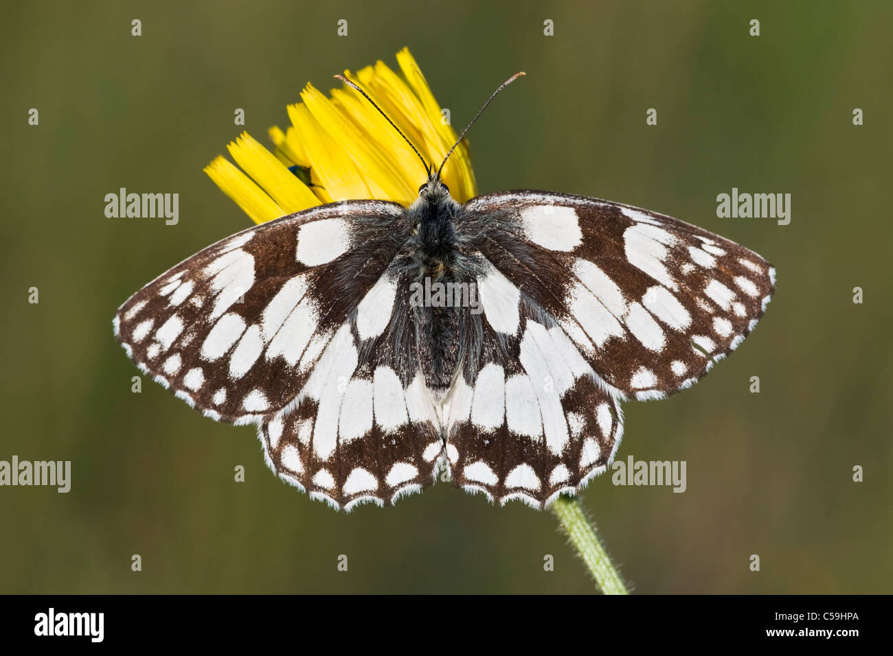 Marble white butterfly hi-res stock photography and images - Alamy