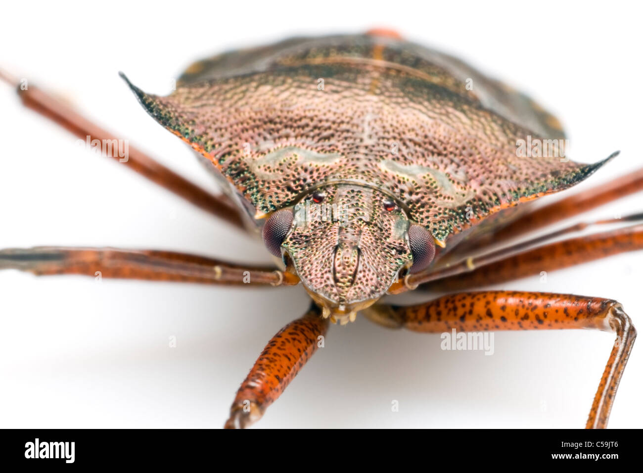 Bug close hi-res stock photography and images - Alamy