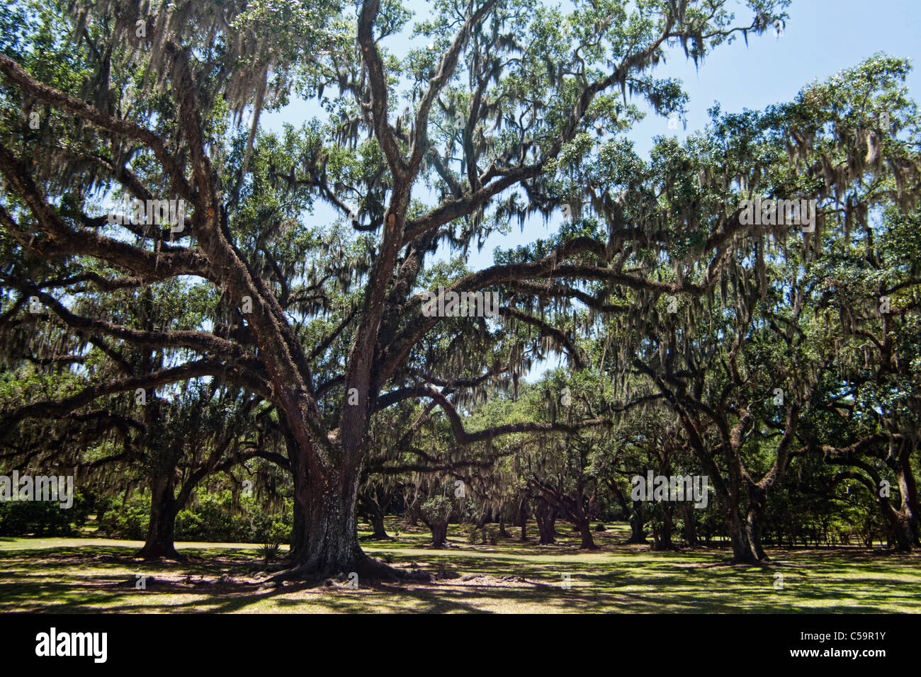 New orleans tree hi-res stock photography and images - Alamy