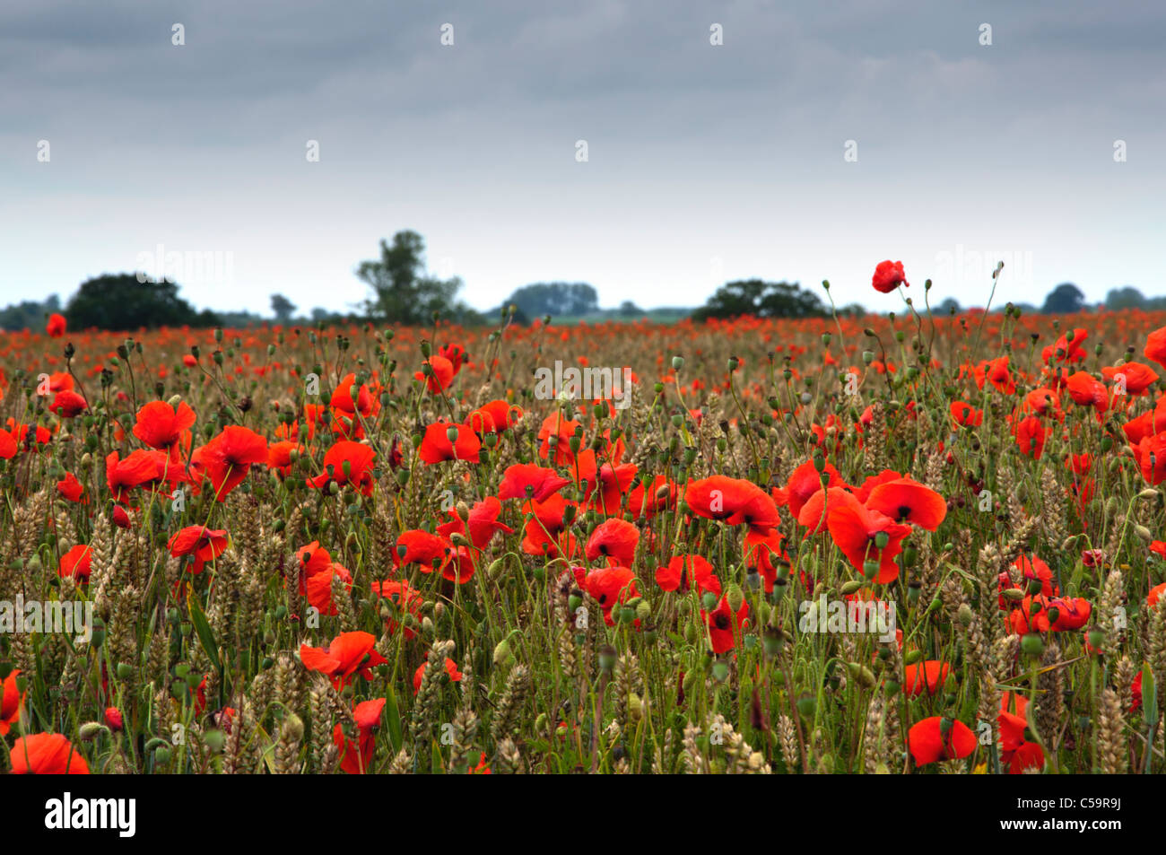 Poppys in field hi-res stock photography and images - Alamy