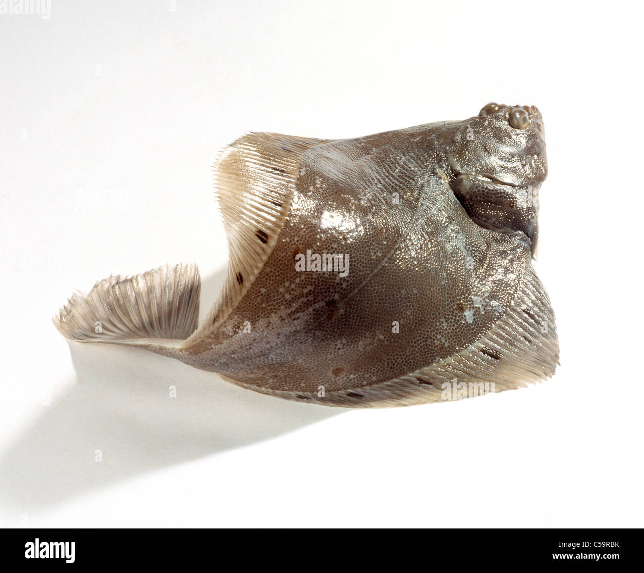 Plaicecut hi-res stock photography and images - Alamy