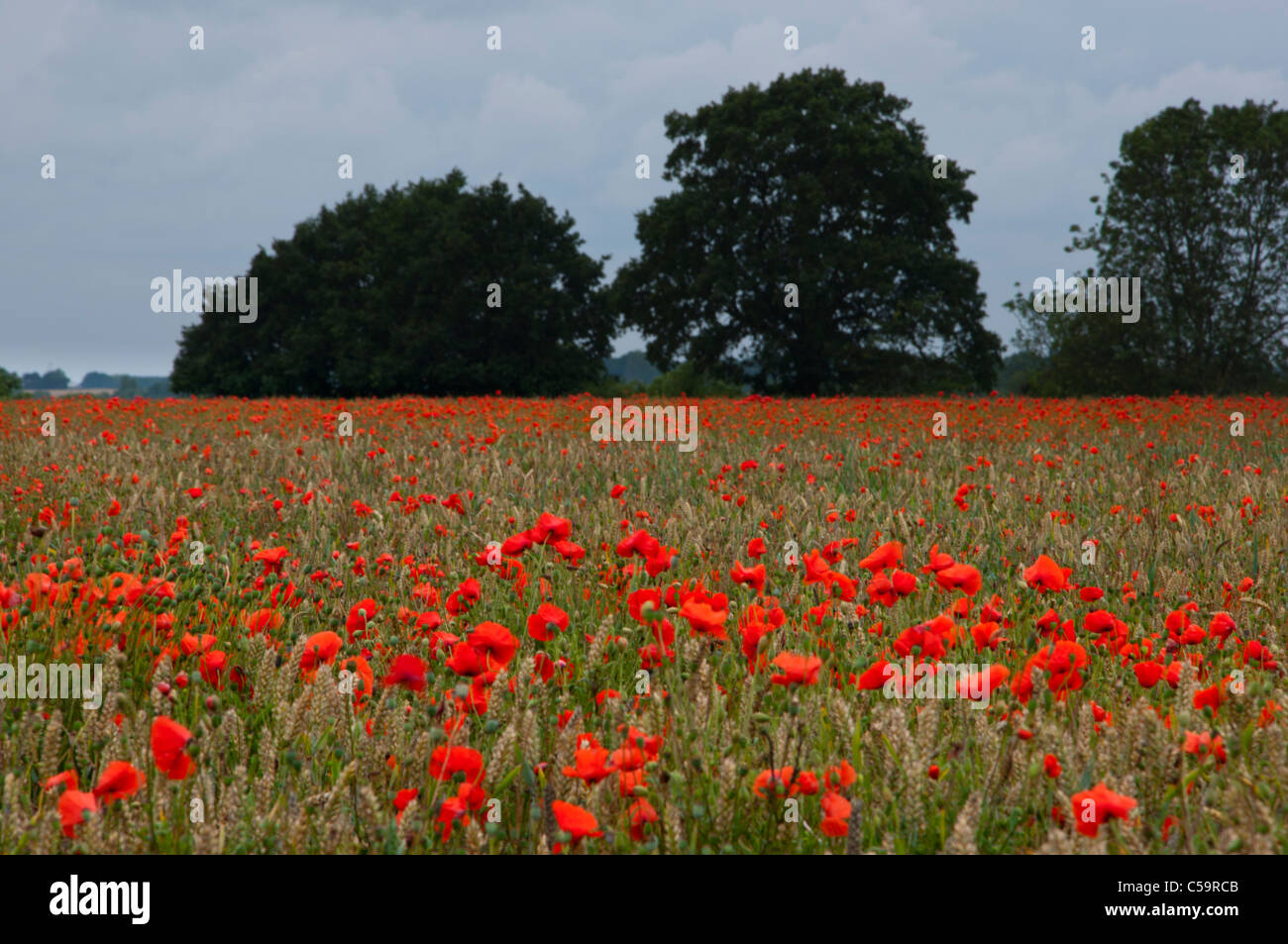Poppys in field hi-res stock photography and images - Alamy
