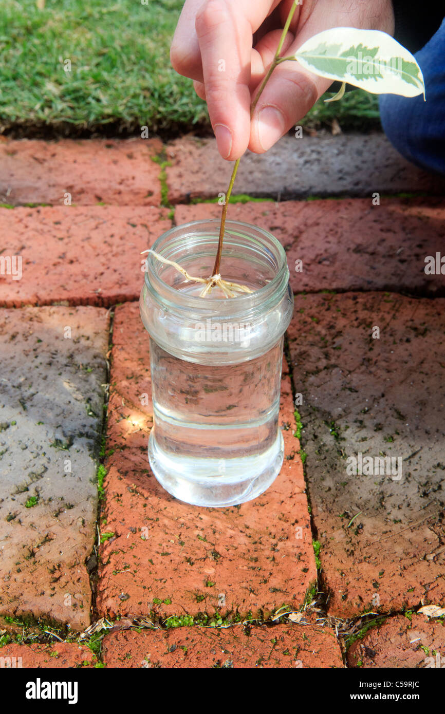 Cutting tree root hi-res stock photography and images - Alamy