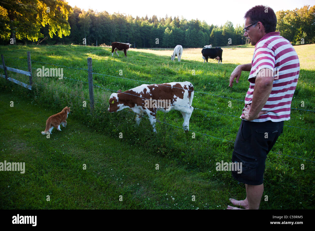 Farmer And Calf High Resolution Stock Photography and Images - Alamy