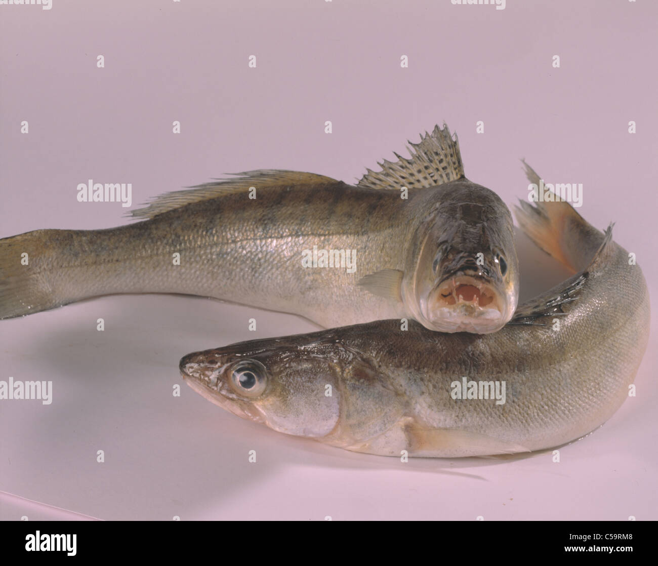 Cut out: Zander Stock Photo - Alamy