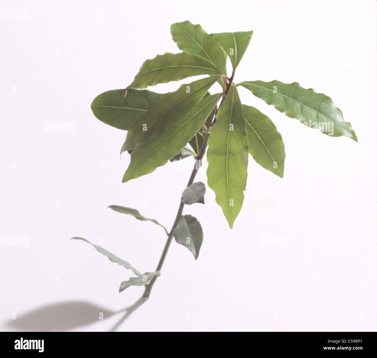 Cut out: fresh laurel Stock Photo - Alamy