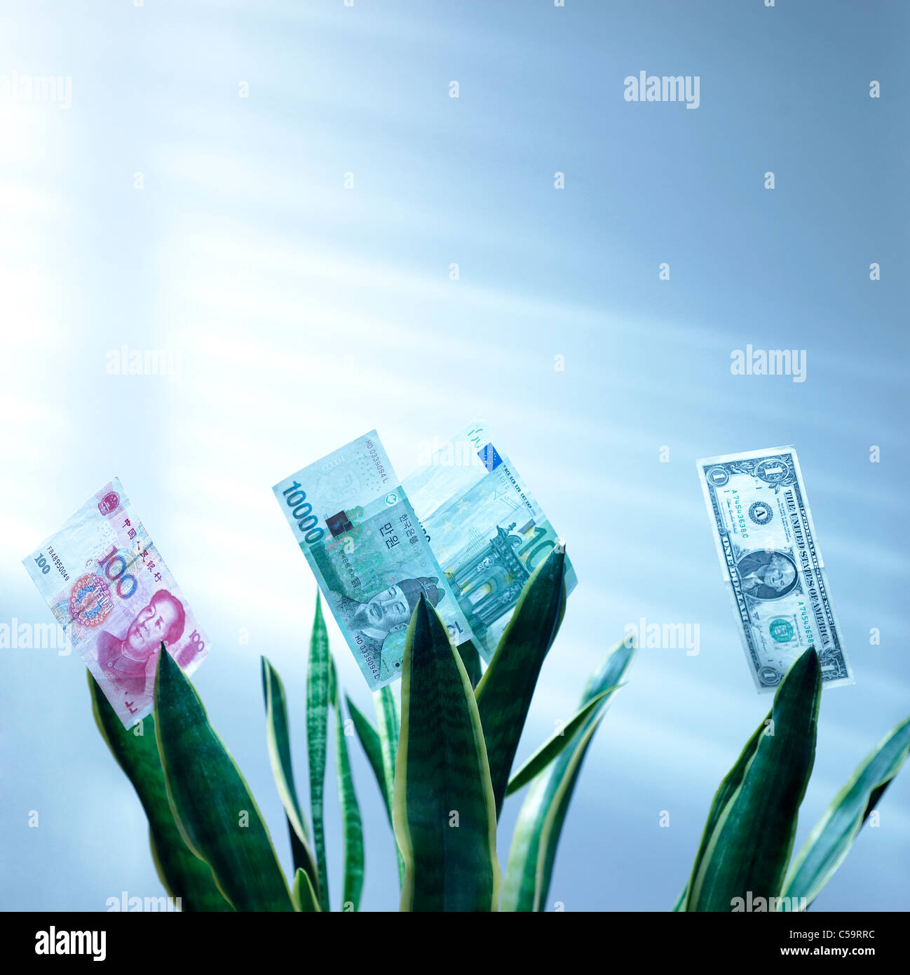 Money plant notes growing Stock Photo - Alamy