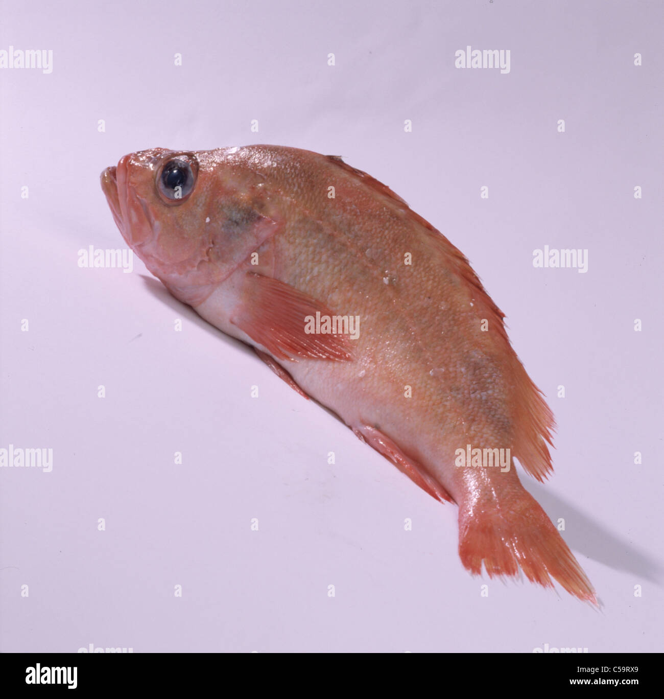 Cut out: Redfish Stock Photo - Alamy