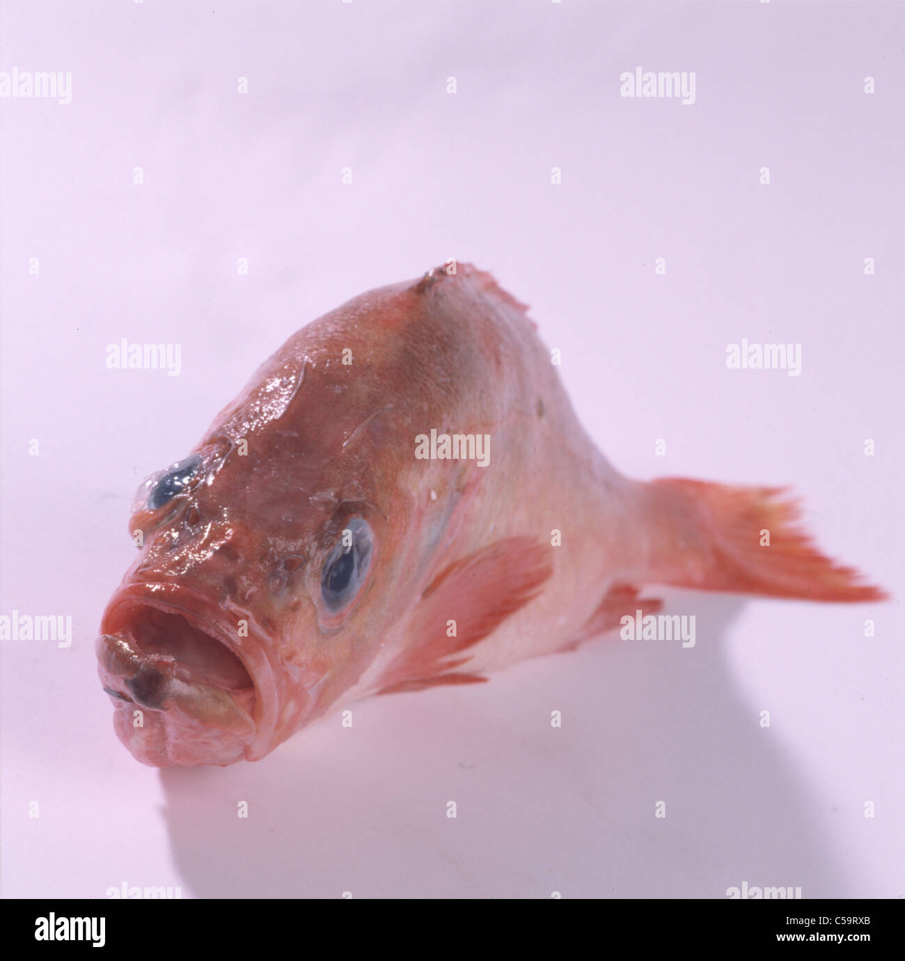 Cut out: Redfish Stock Photo - Alamy