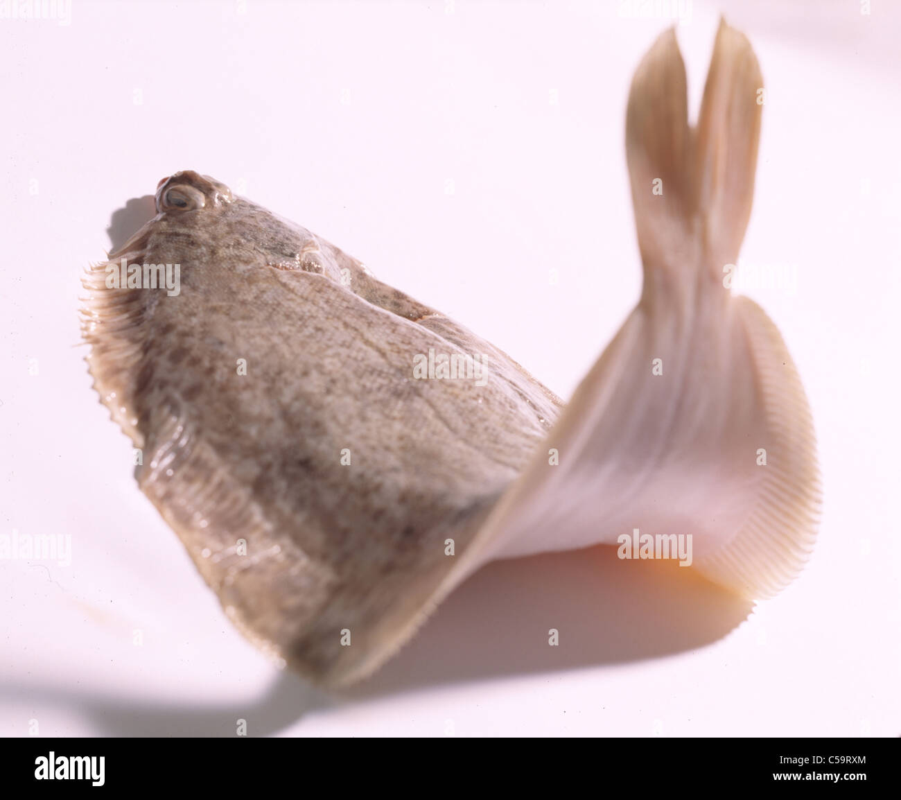 Flounder Cut Out High Resolution Stock Photography and Images - Alamy