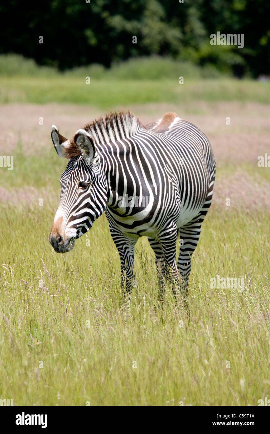 a single zebra in long green grass Stock Photo - Alamy