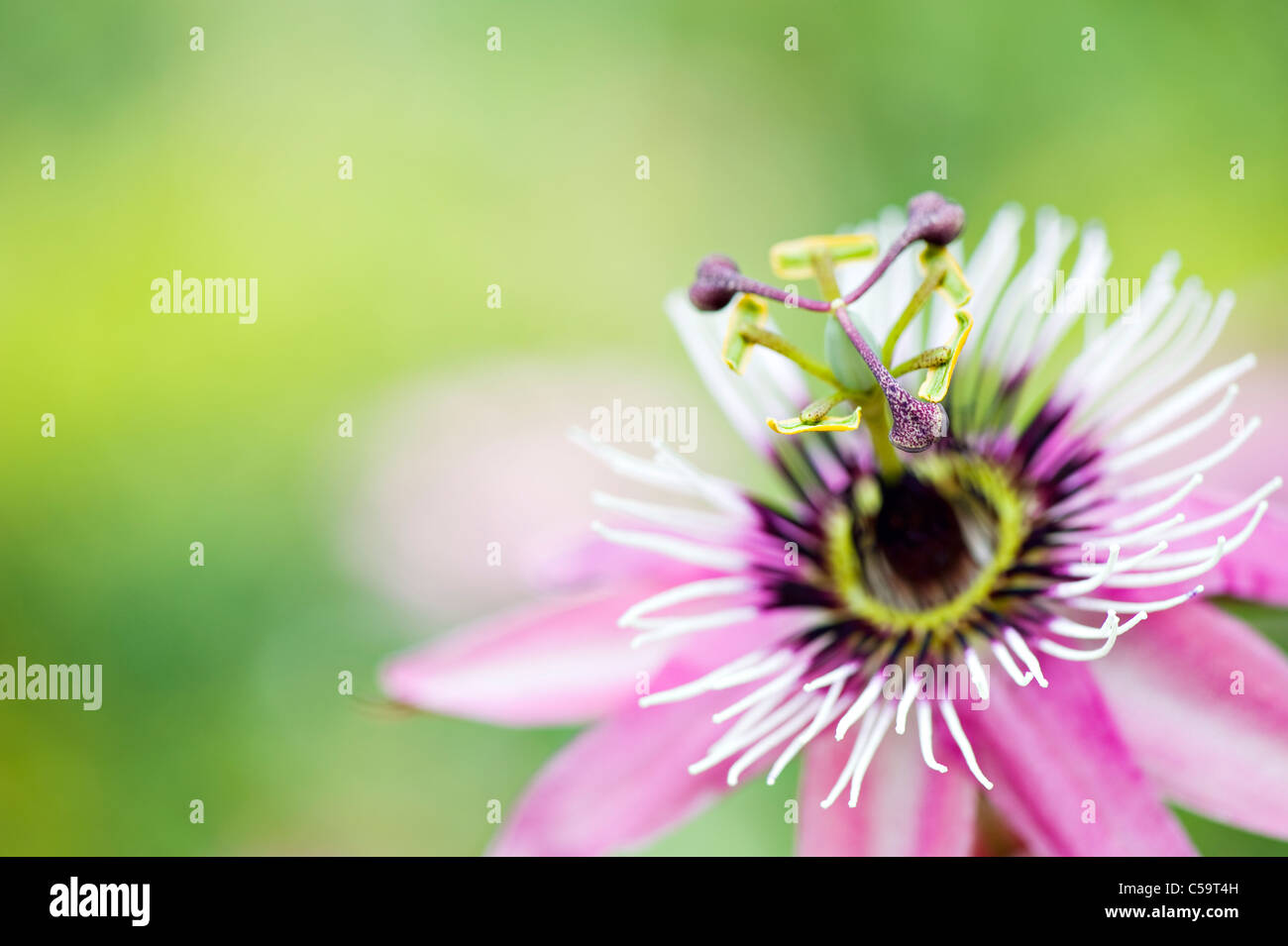 Passion flower 'Victoria' - Passiflora Victoria Stock Photo - Alamy