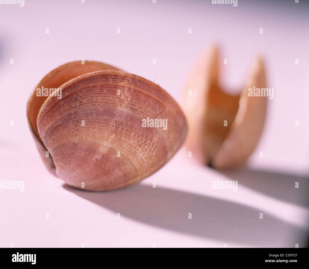 Still: Clamb shells Stock Photo - Alamy