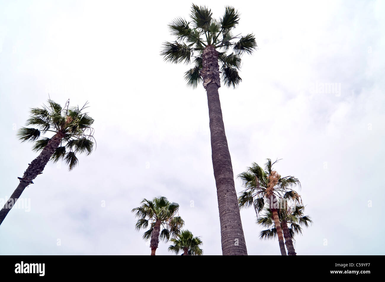 palm trees in Los Angeles Stock Photo - Alamy