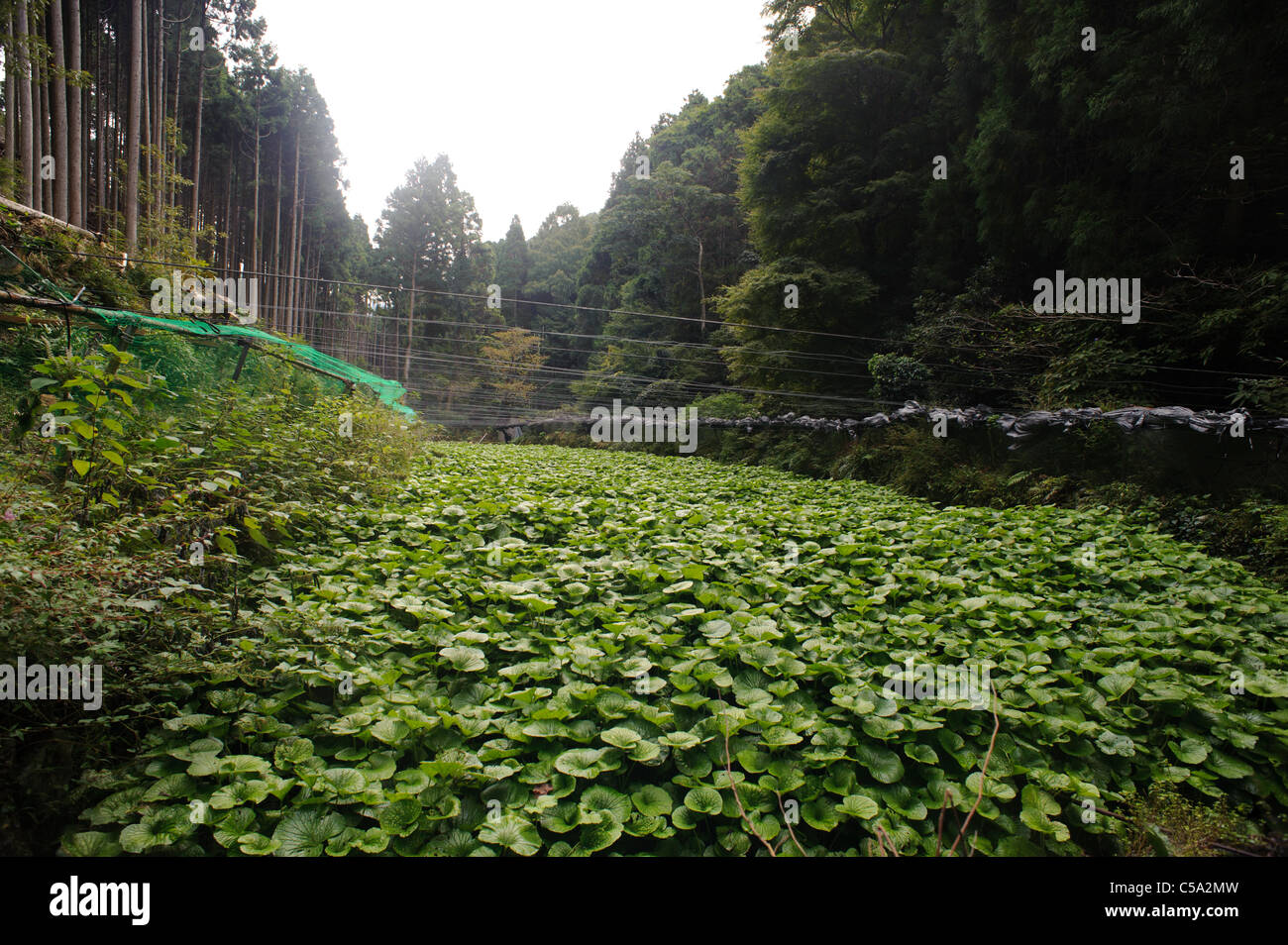 A field of wasabi. Wasabi needs the cleanest of environments in which ...