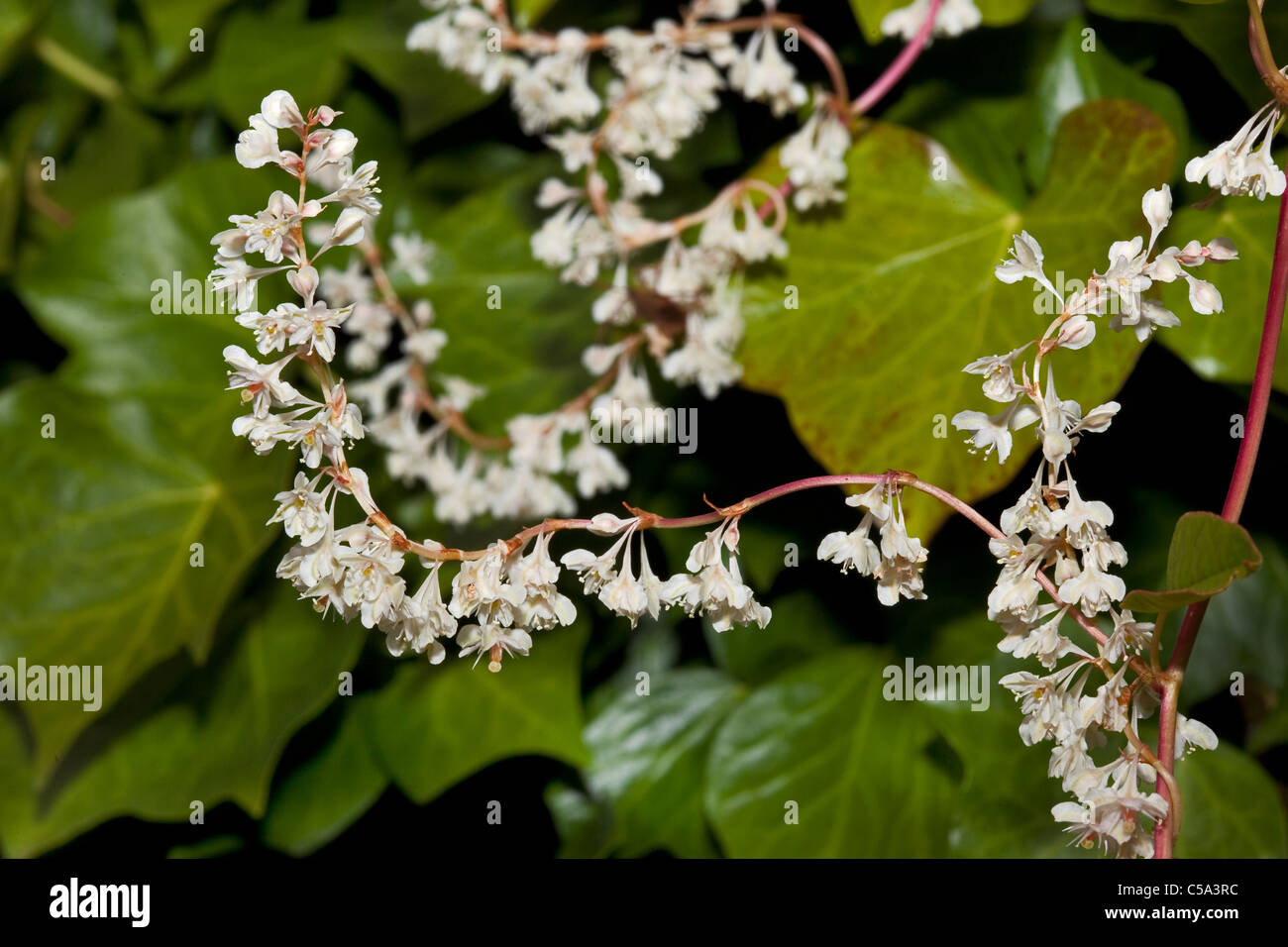 Parasitic ivy hi-res stock photography and images - Alamy