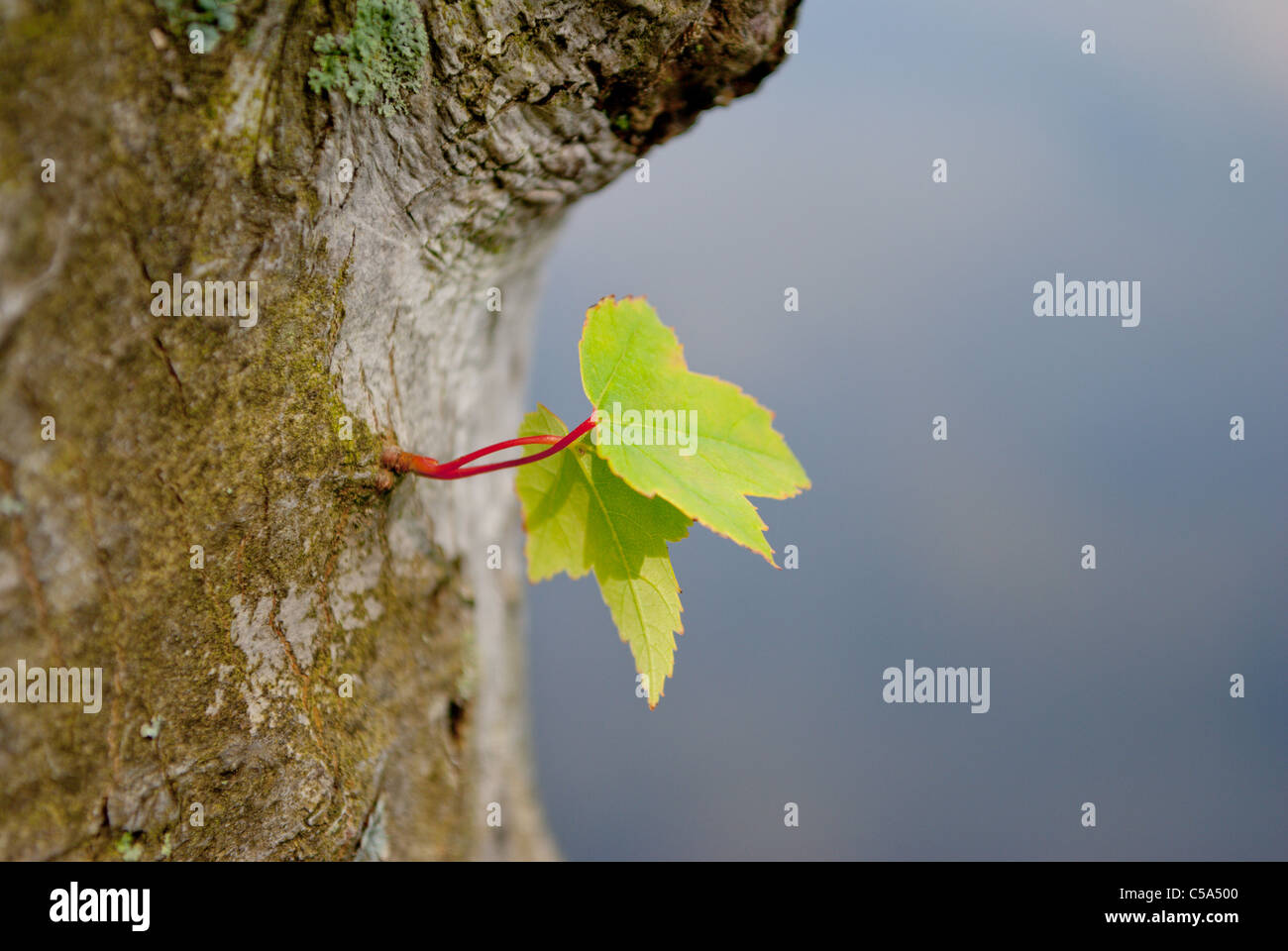 Two green leaves on hi-res stock photography and images - Alamy