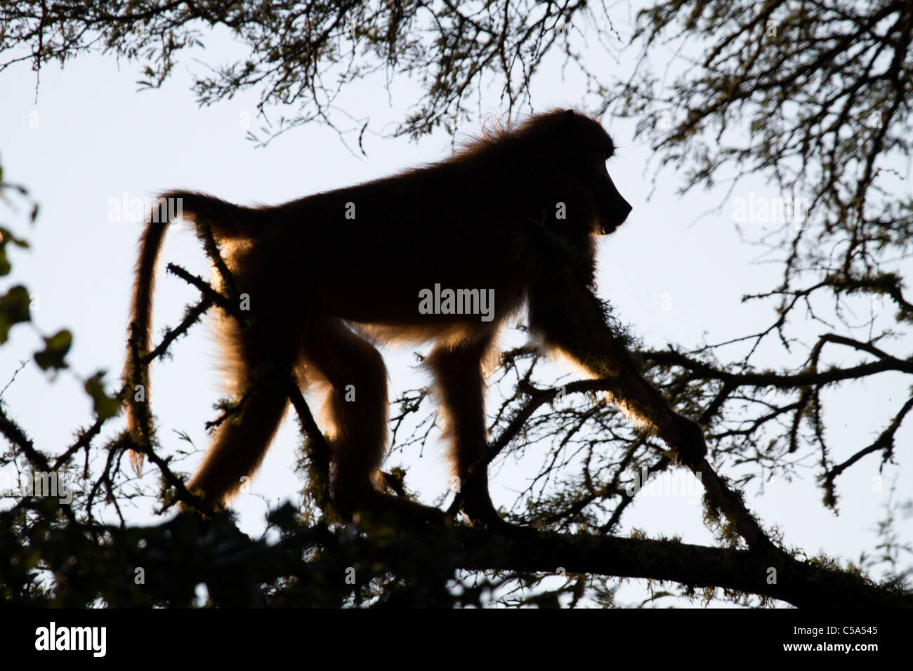 Golden baboon hi-res stock photography and images - Alamy